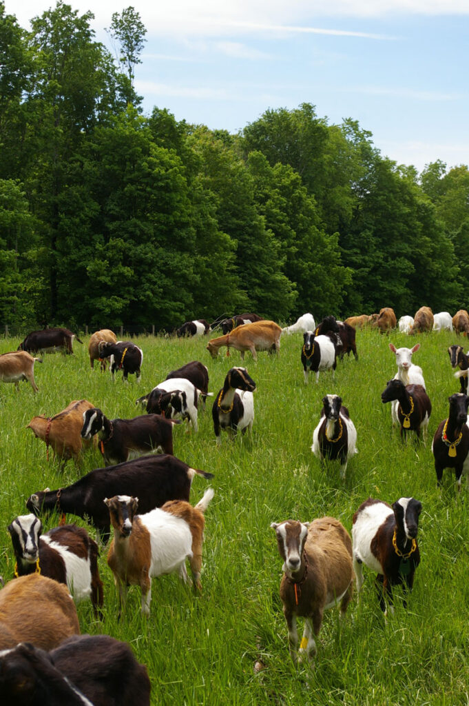 Where Wild Animals Roam