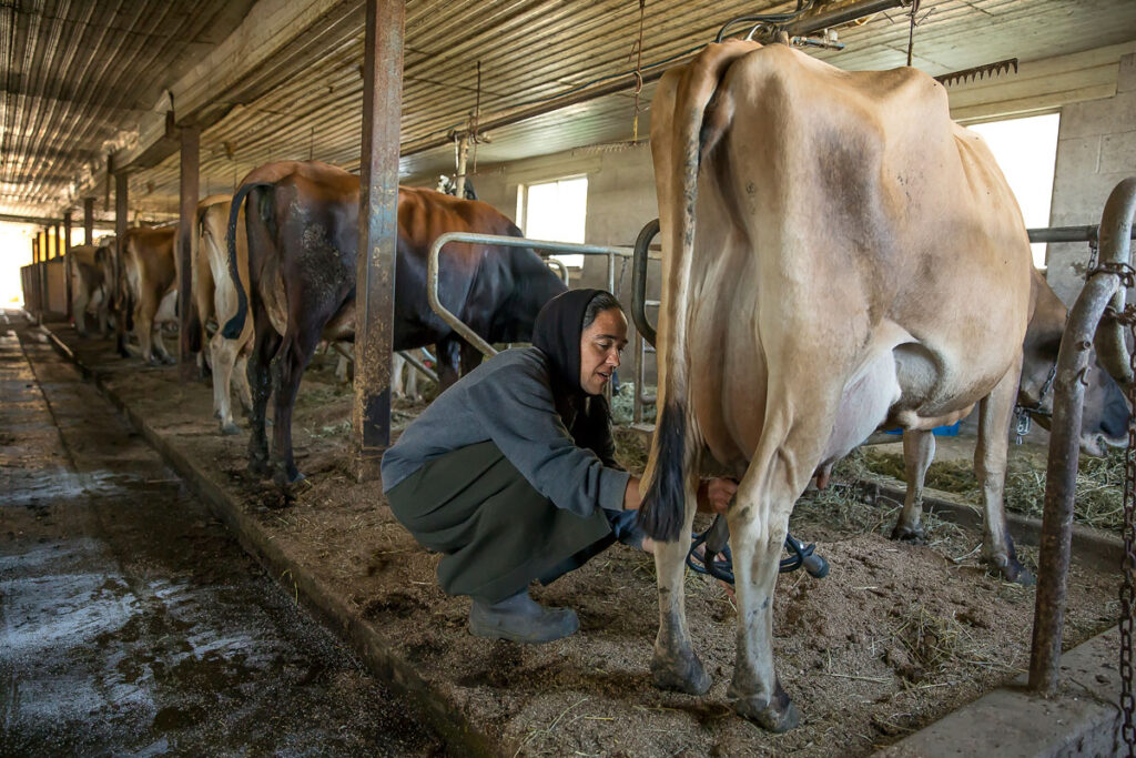 Pasture Haven offers pastured raw milk herd shares in Syracuse