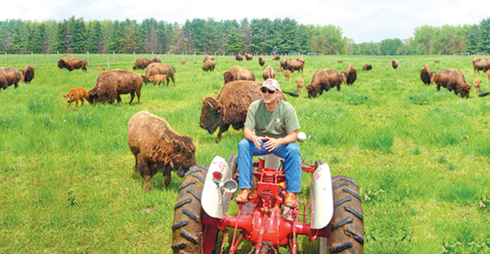 Home on The Range: Bison Roam at Cook’s Ranch in Wolcottville