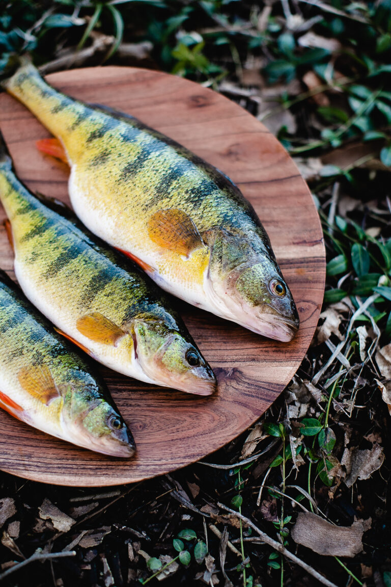 Panfish